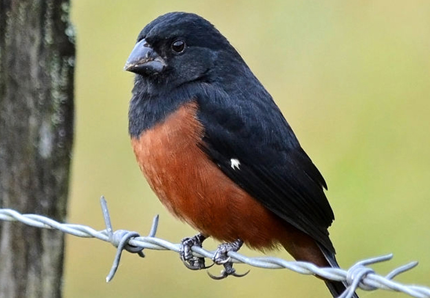 Arquivos Produtos para PÁSSAROS ORNAMENTAIS - Página 2 de 2 - JARDIM ANIMAL