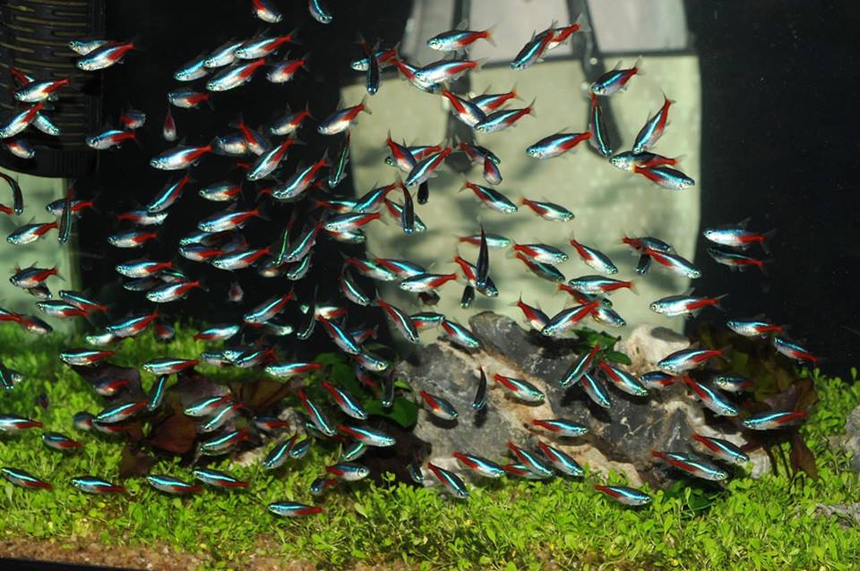 PEIXE CARDINAL NEON - Jardim Animal
