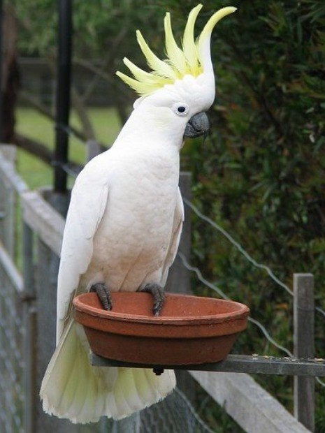 CACATUA - JARDIM ANIMAL