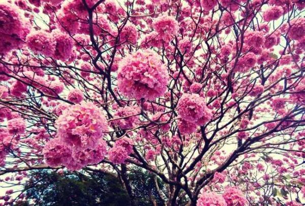 Ipê-Roxo - Jardim Animal