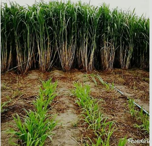 Sementes de Capim Capiaçu - JARDIM ANIMAL