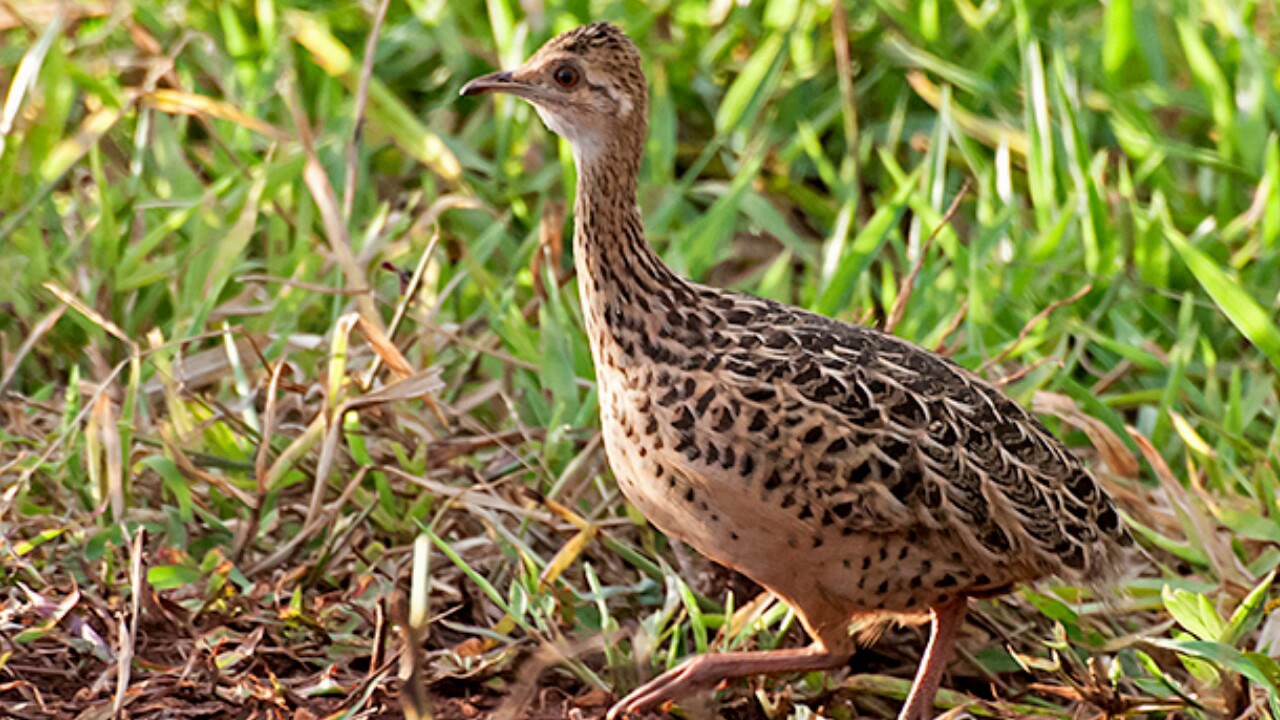 Perdiz - Jardim Animal
