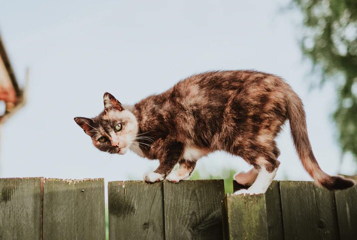 Rabo de gato: entenda o que quer dizer cada movimento - JARDIM ANIMAL