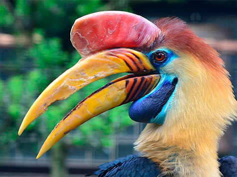 Calau-de-capacete: reprodução e características - JARDIM ANIMAL