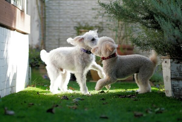 Saiba como lidar e melhorar o bem-estar de cachorro bagunceiro - Jardim ...
