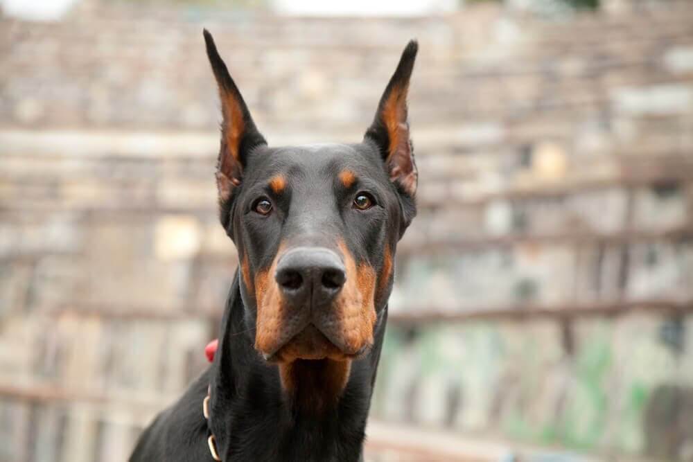6 passos para educar um cão doberman - Jardim Animal