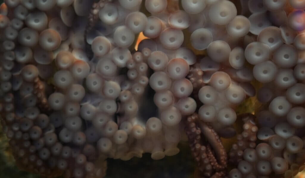 Nectocaris pteryx: o avô dos cefalópodes há 500 milhões de anos ...