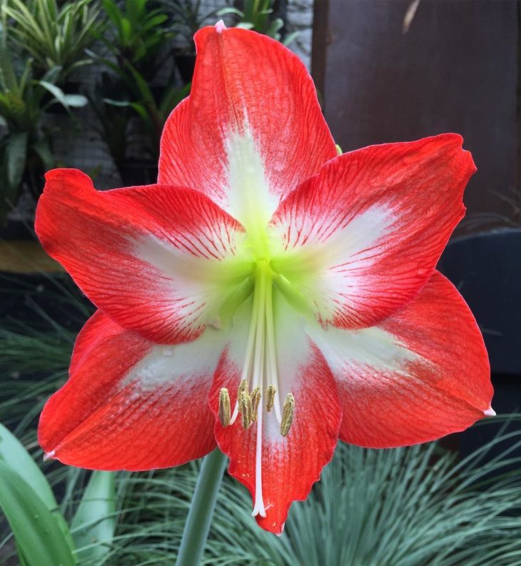 Amarílis (Hippeastrum hybridum) - Jardim Animal